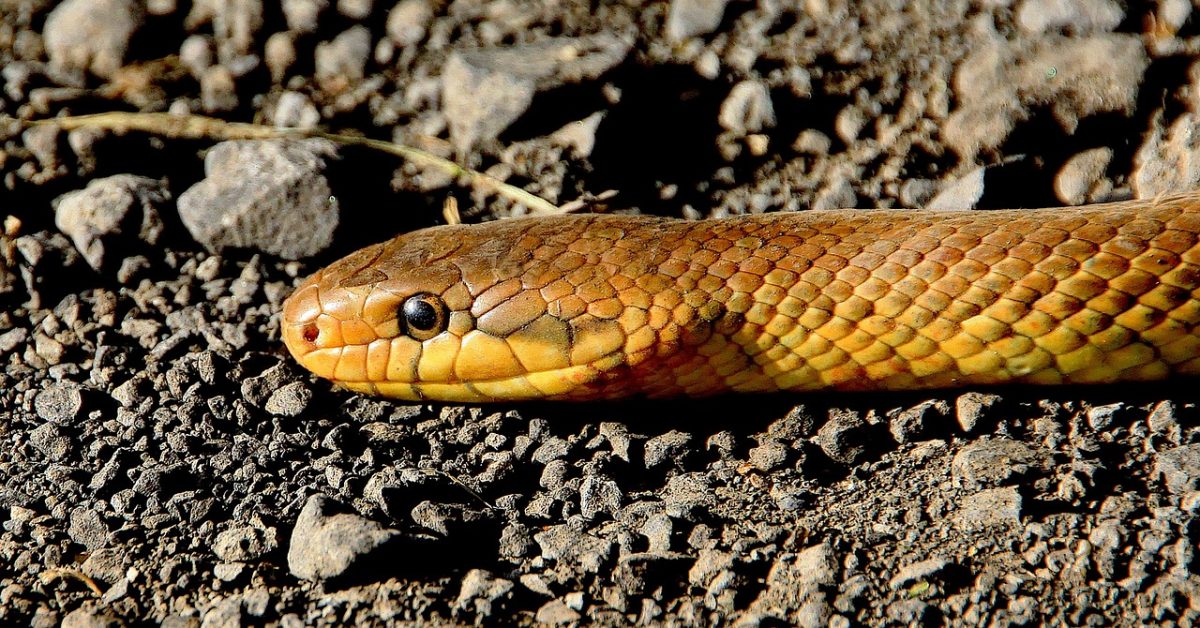 Why Sheep and Snake Compatibility Thrives or Fails